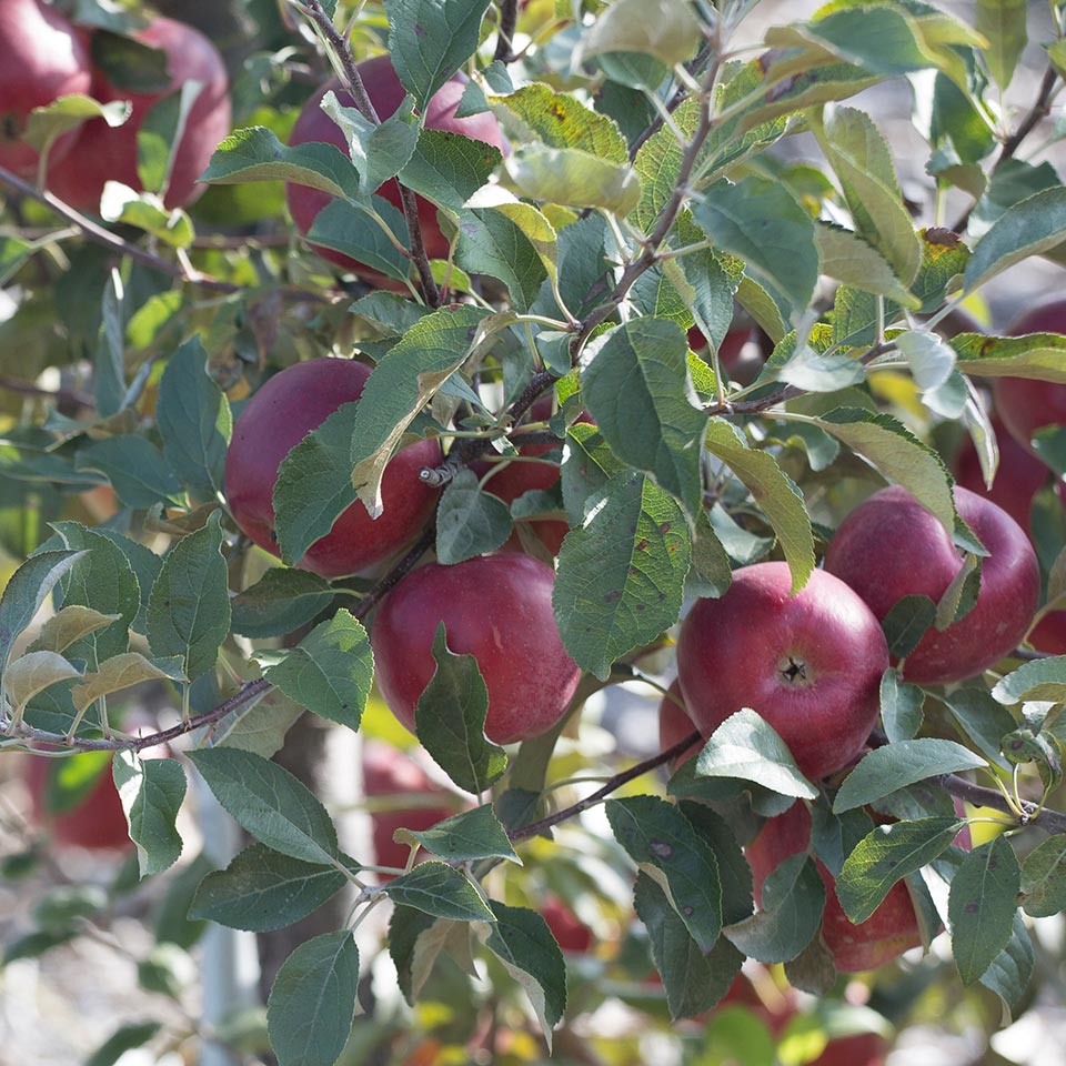 Pick Your Own – Silvermans Farm