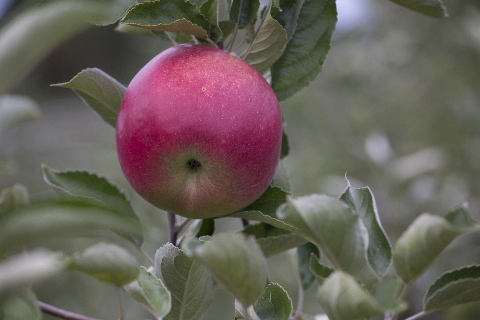 Pick Your Own – Silvermans Farm