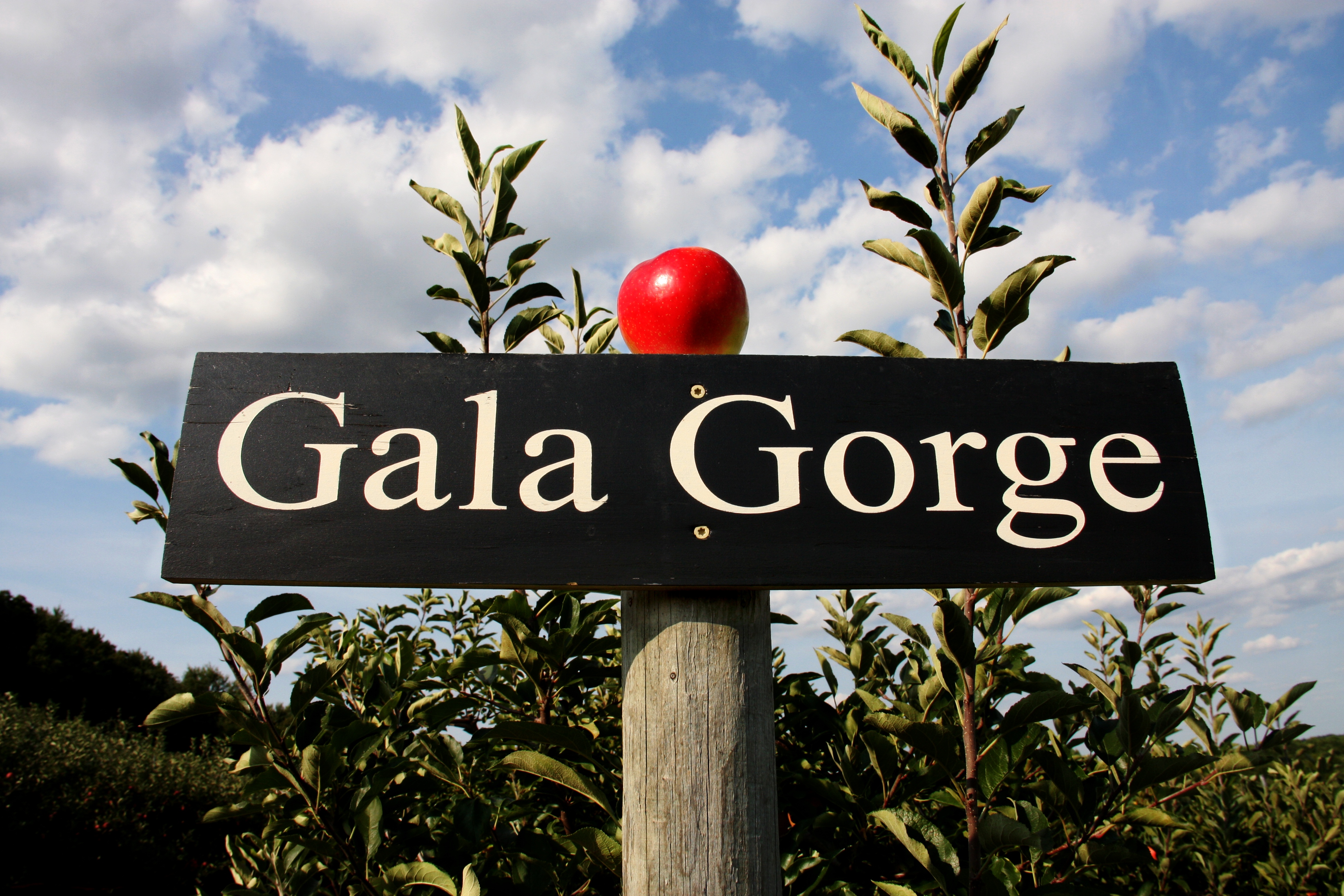 Pick Your Own – Silvermans Farm