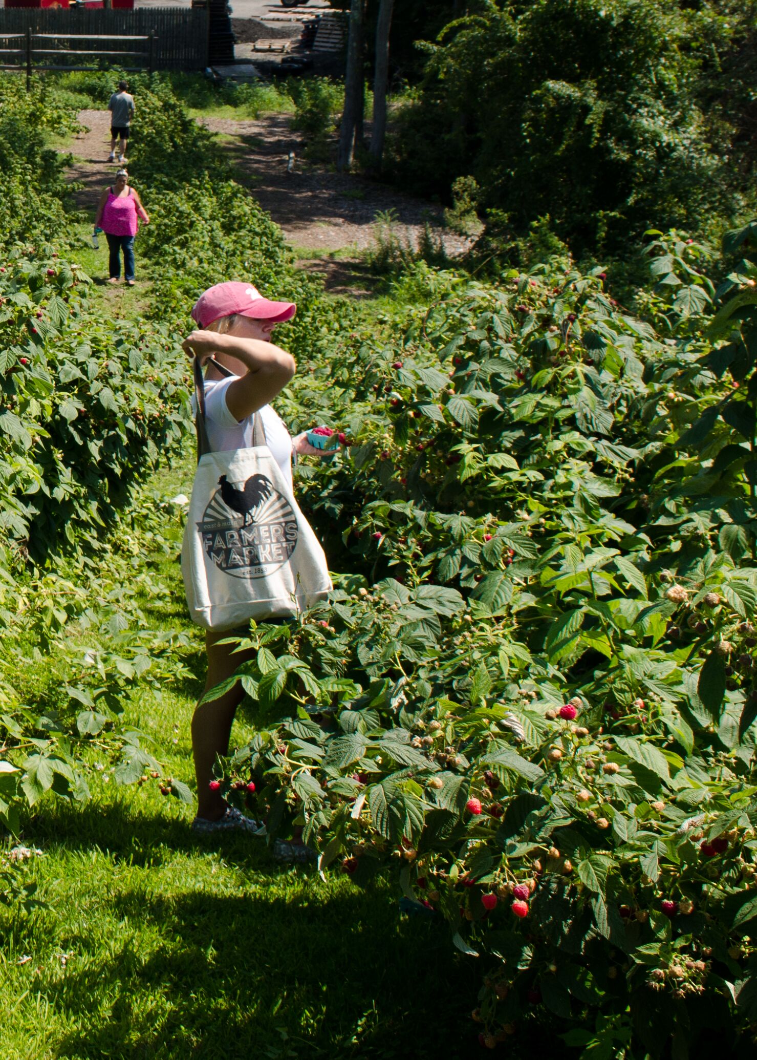 Pick Your Own – Silvermans Farm